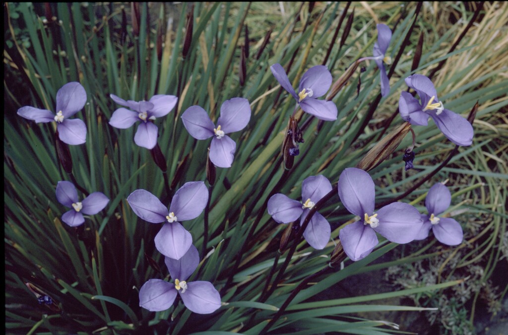 VicFlora: Patersonia occidentalis