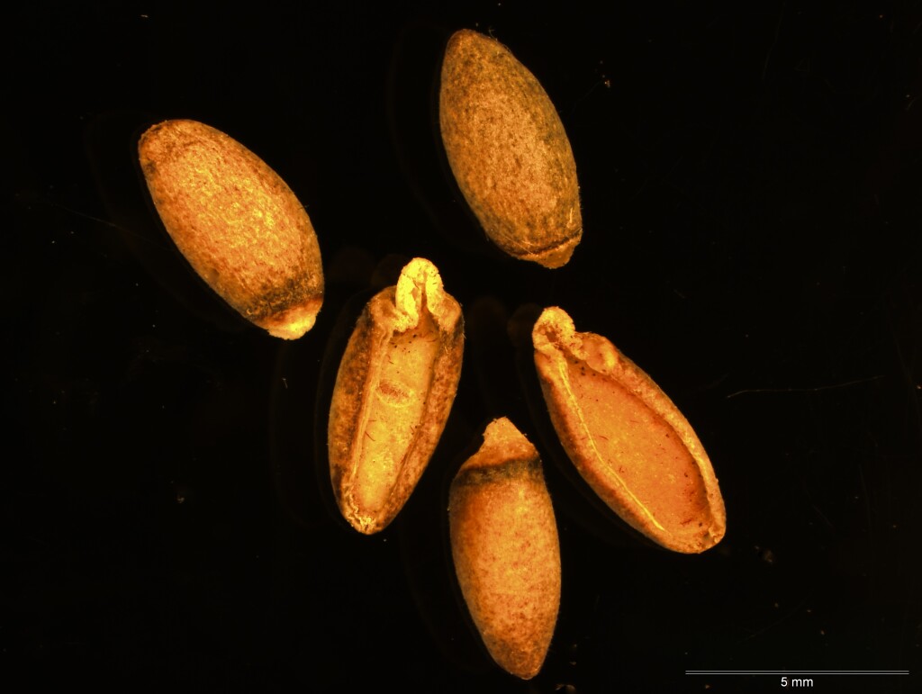 VicFlora: Proteaceae