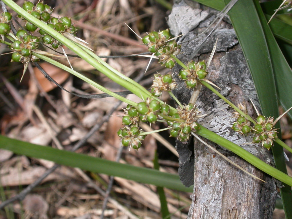 VicFlora: Lomandra longifolia subsp. longifolia