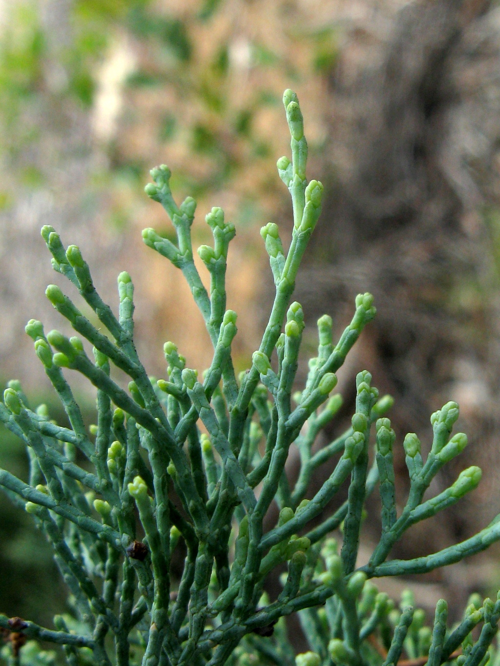VicFlora: Callitris verrucosa