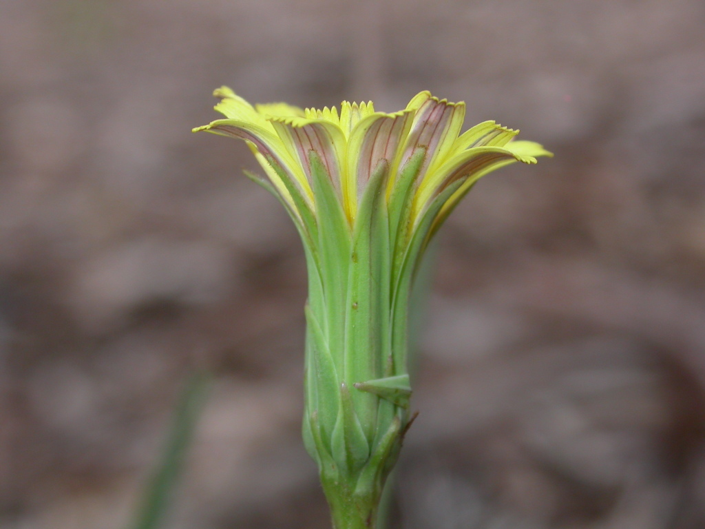 VicFlora: Microseris scapigera