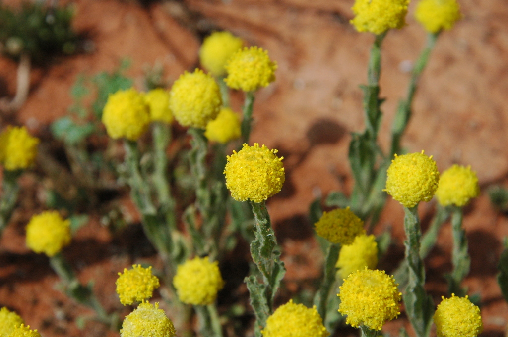 VicFlora: Pycnosorus pleiocephalus