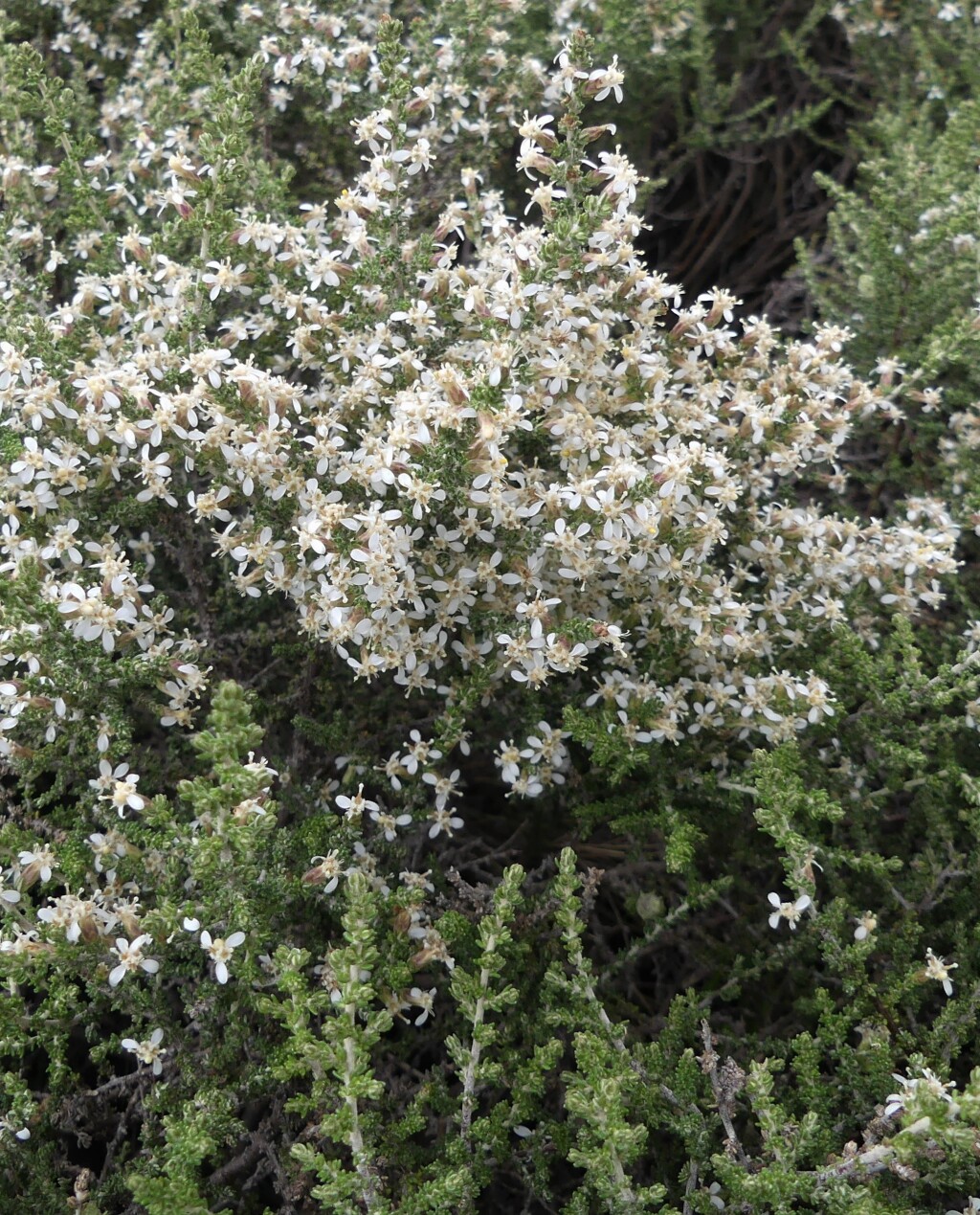VicFlora: Olearia algida