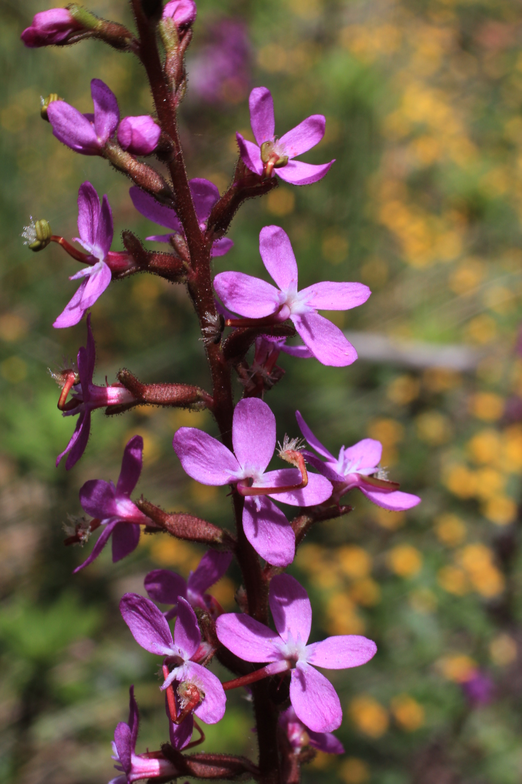 VicFlora: Stylidium montanum