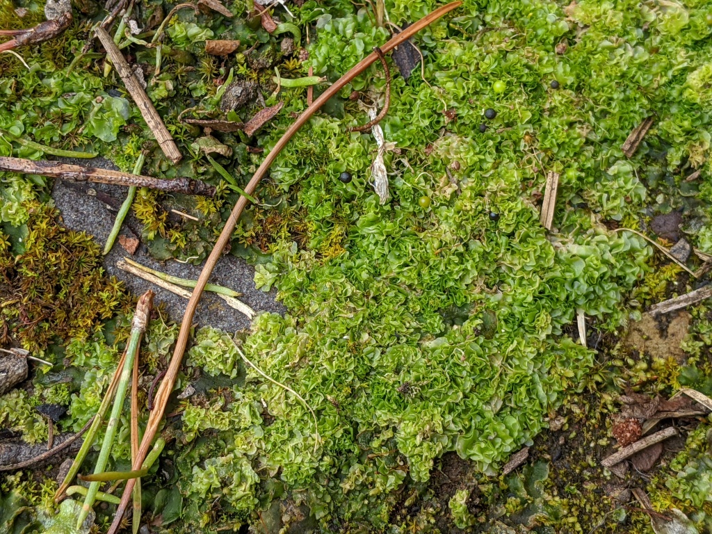 VicFlora: Fossombronia