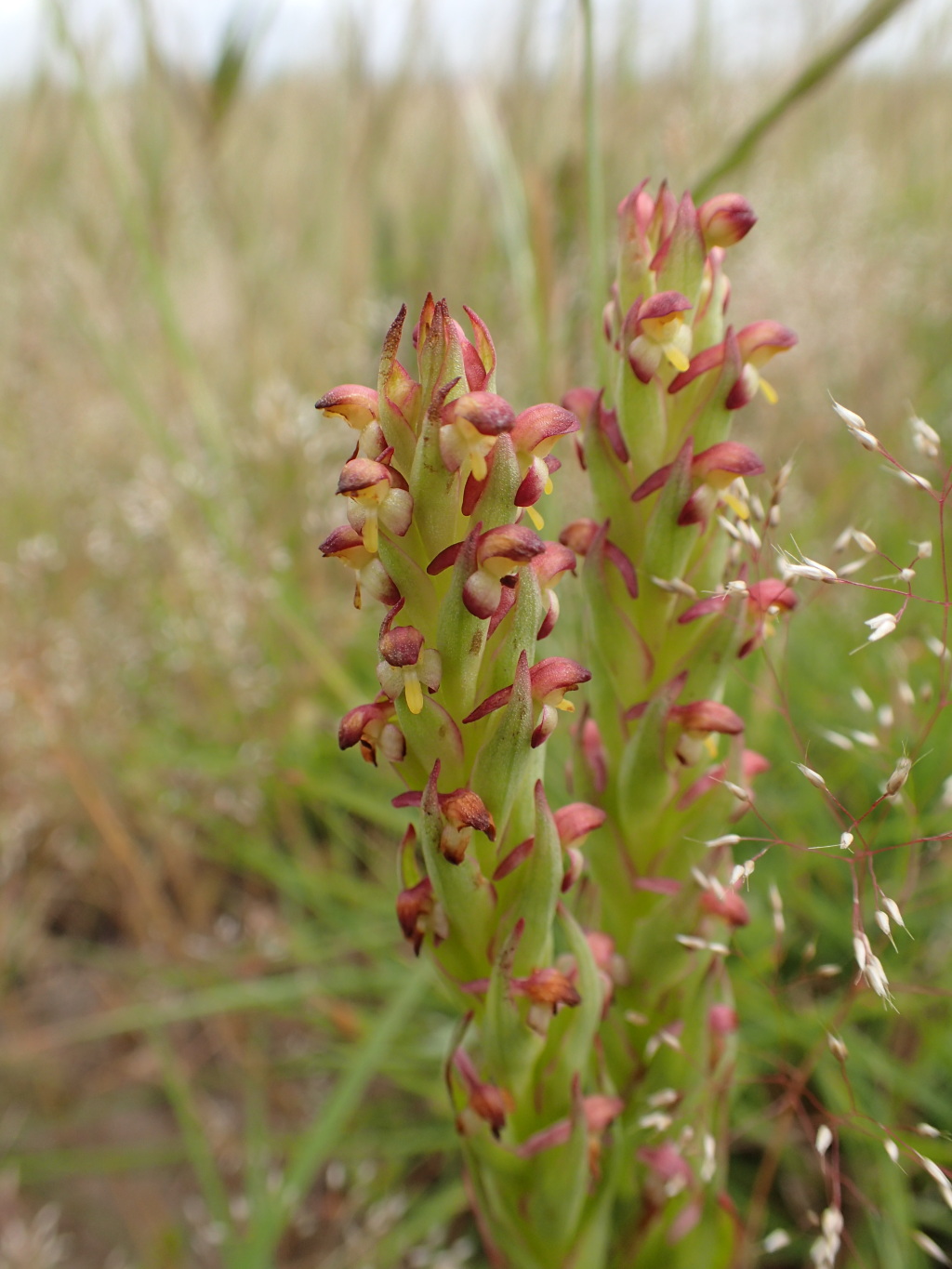 VicFlora: Disa bracteata