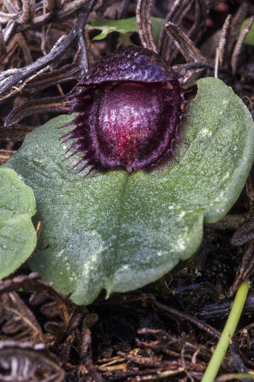 VicFlora: Corybas fimbriatus