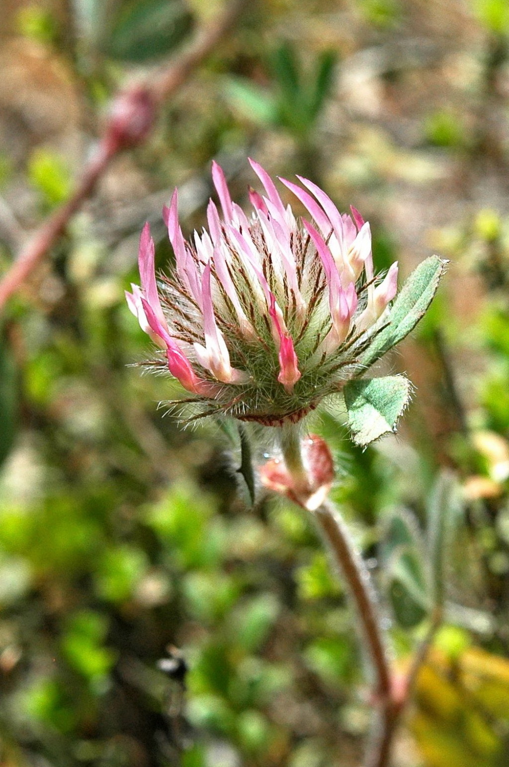VicFlora: Trifolium hirtum