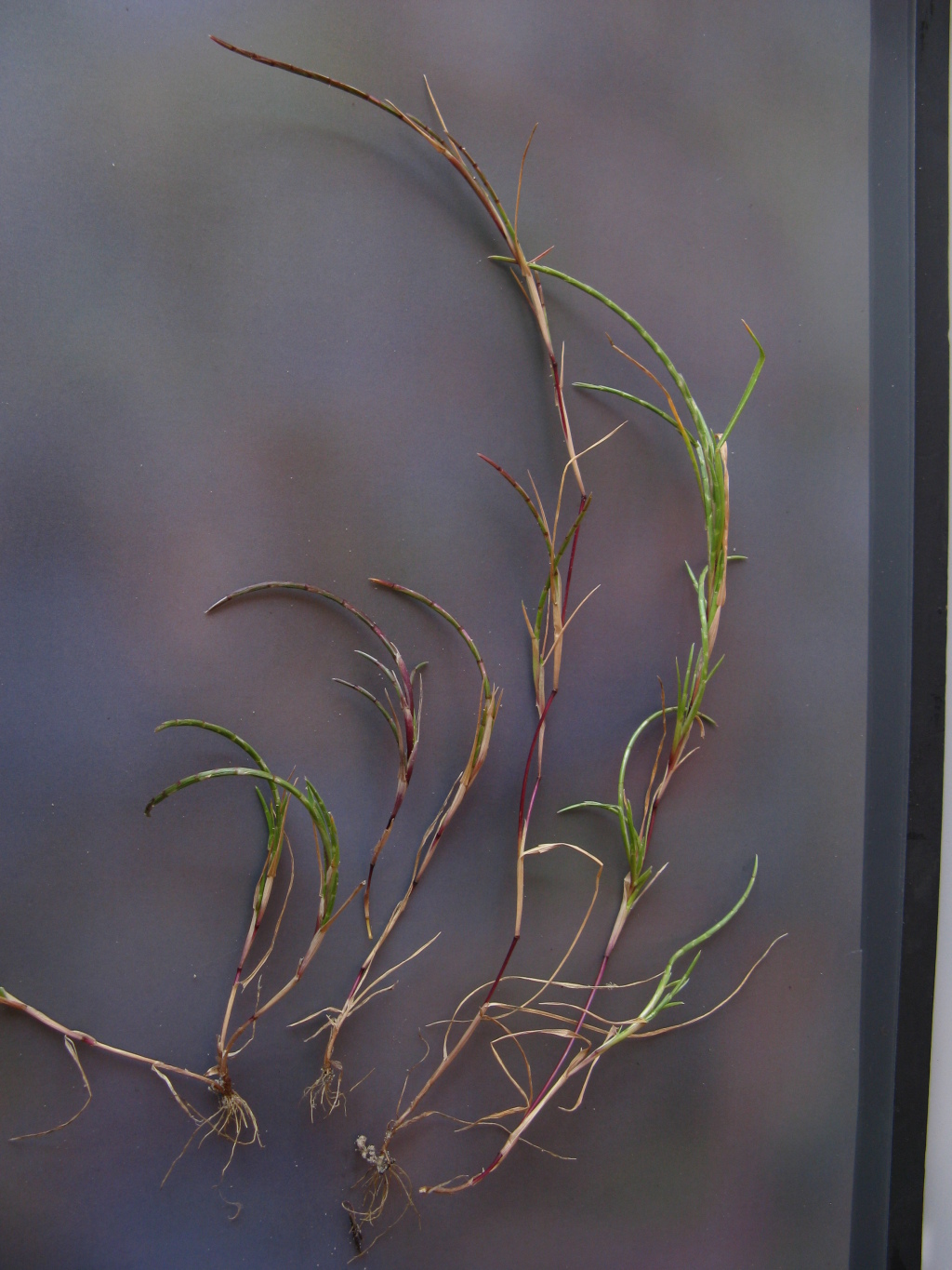 VicFlora: Parapholis incurva