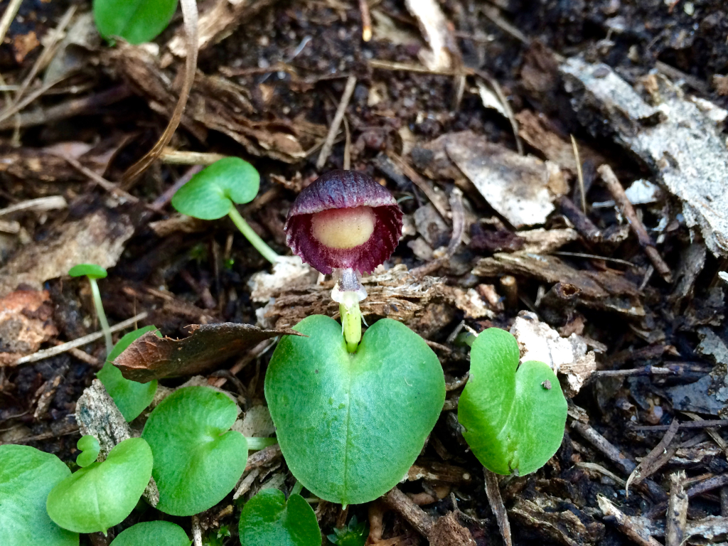 VicFlora: Corybas diemenicus