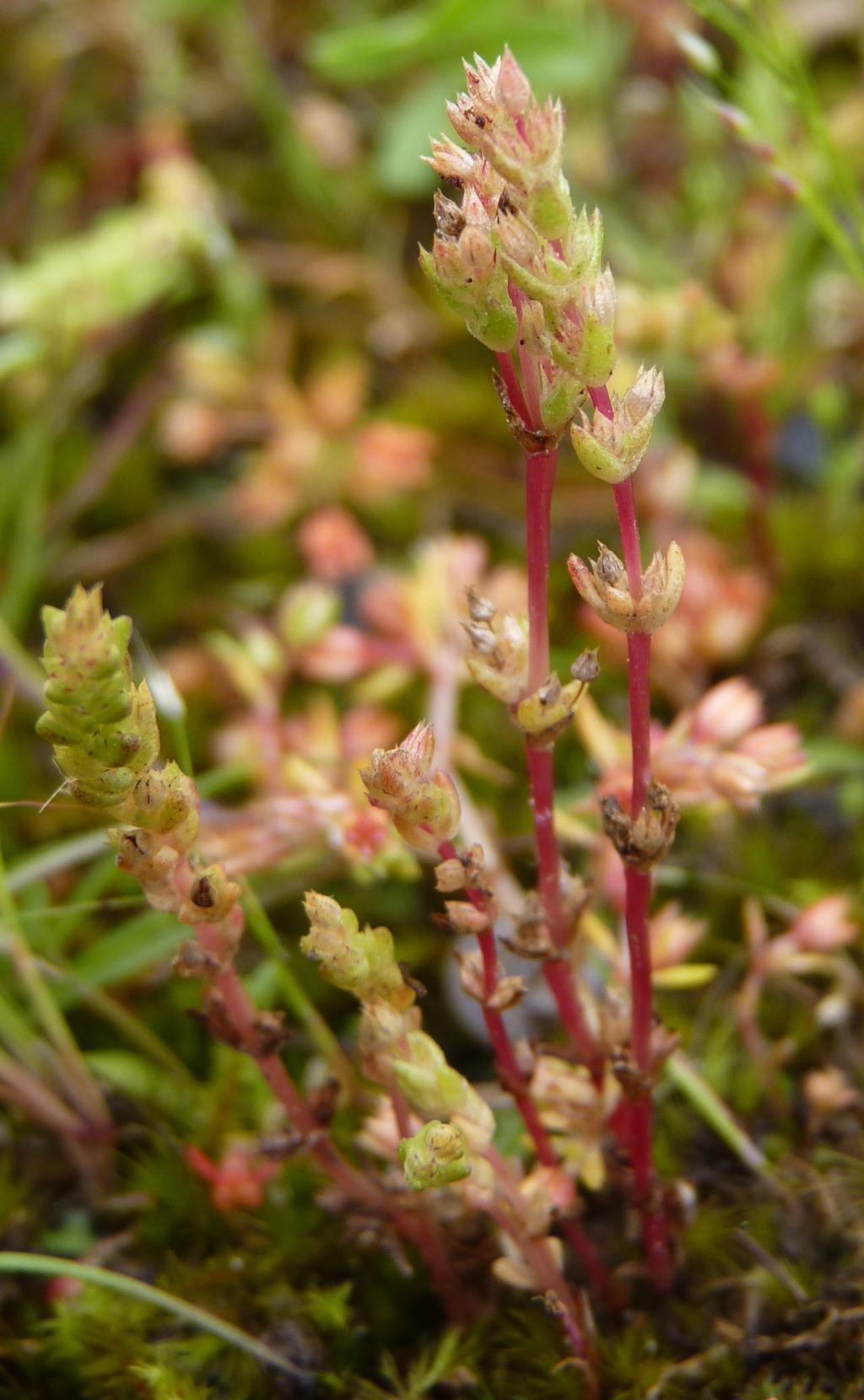 VicFlora: Crassula sieberiana