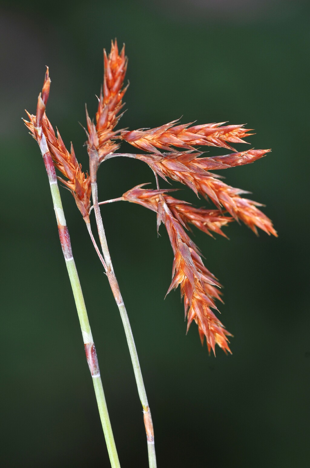 VicFlora: Restionaceae