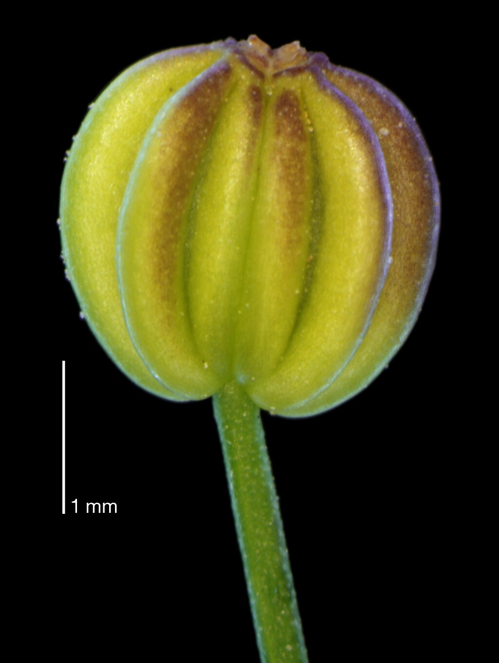 VicFlora: Cyclospermum leptophyllum