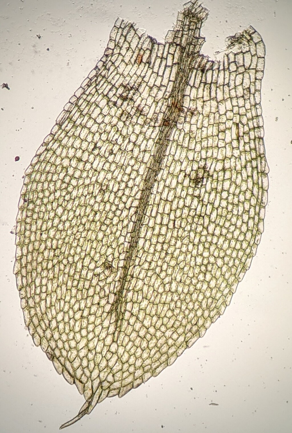 VicFlora: Entosthodon apophysatus