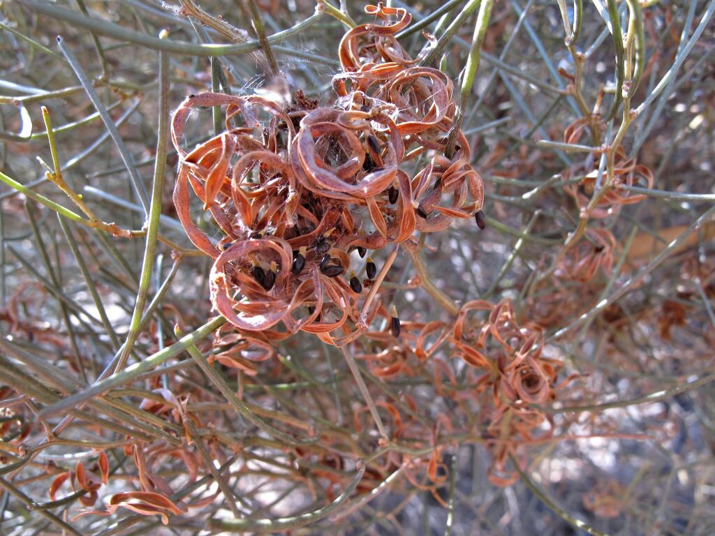 VicFlora: Acacia rigens