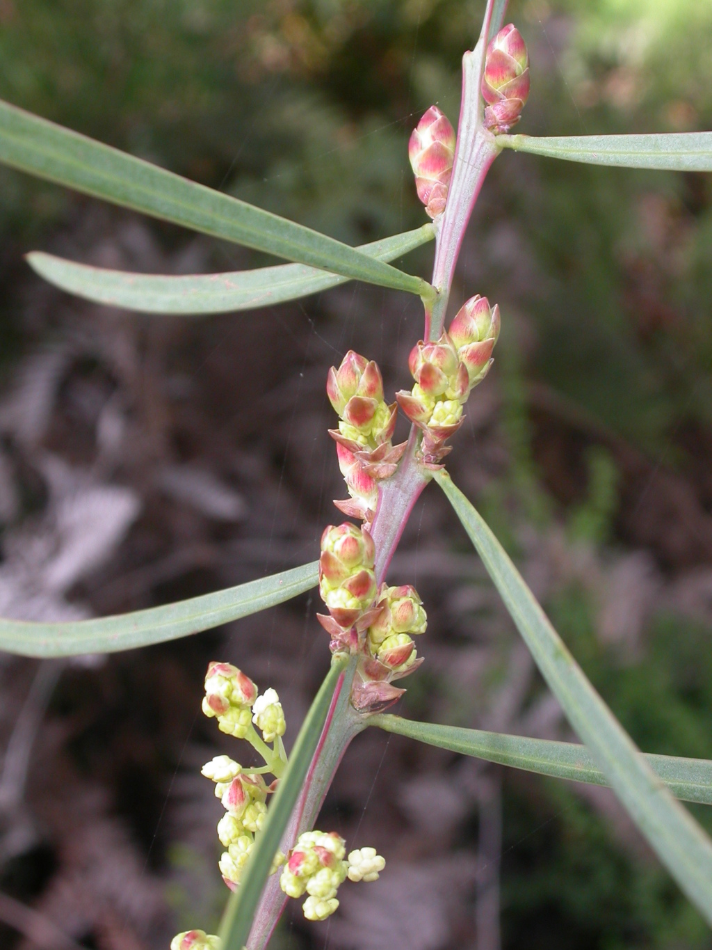 VicFlora: Acacia suaveolens