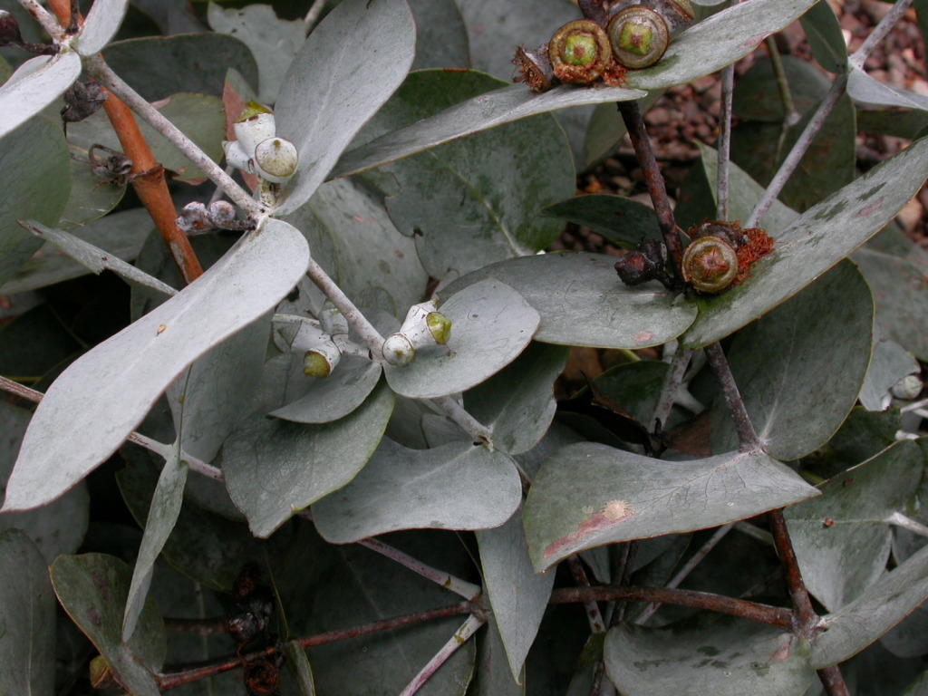 VicFlora: Eucalyptus conspicua