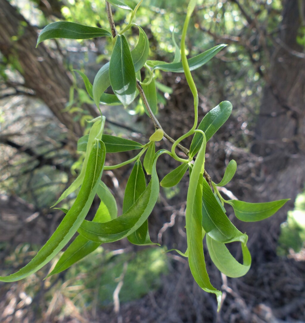 VicFlora: Salix matsudana 'Tortuosa'