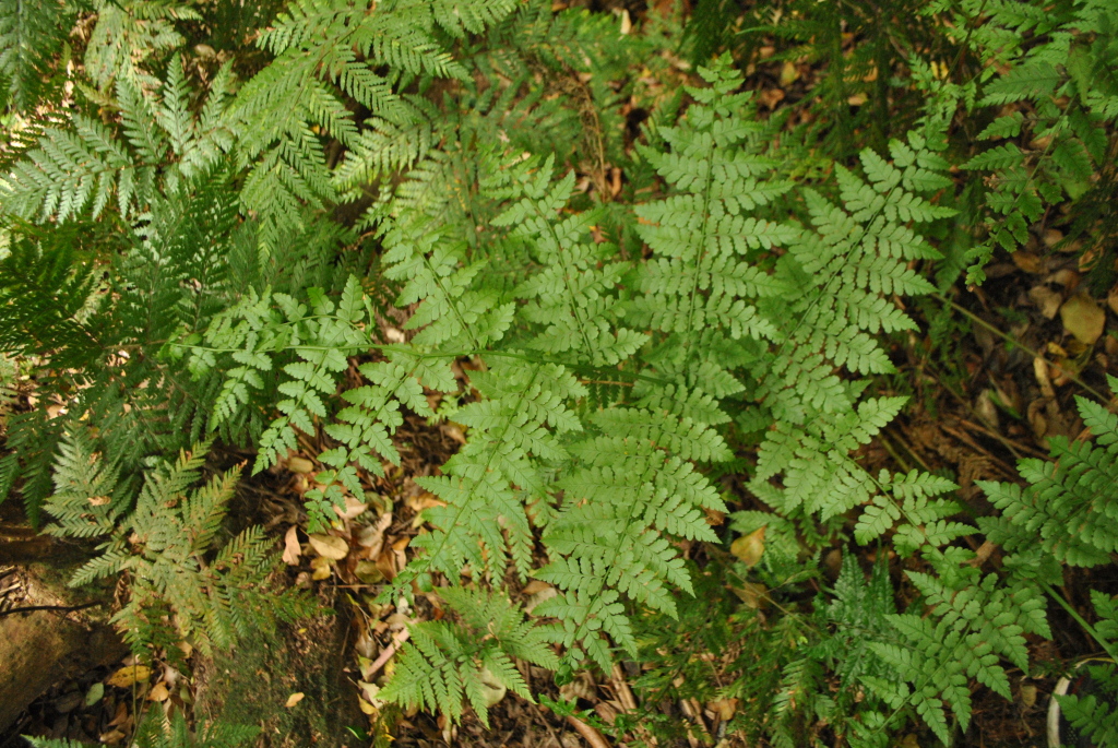 VicFlora: Diplazium australe