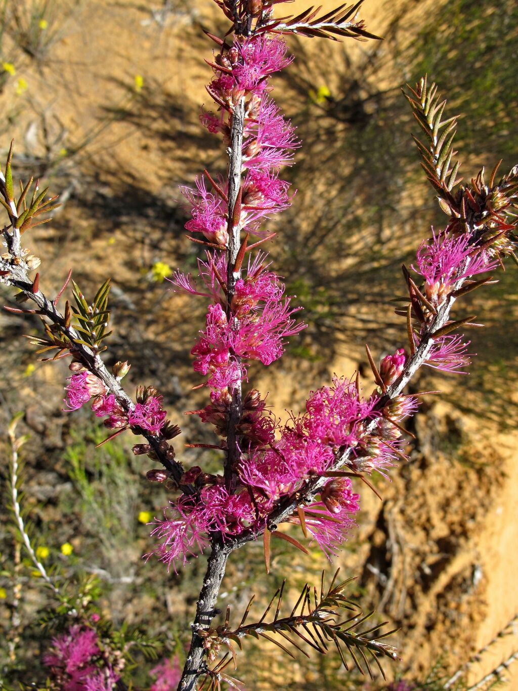 VicFlora: Melaleuca