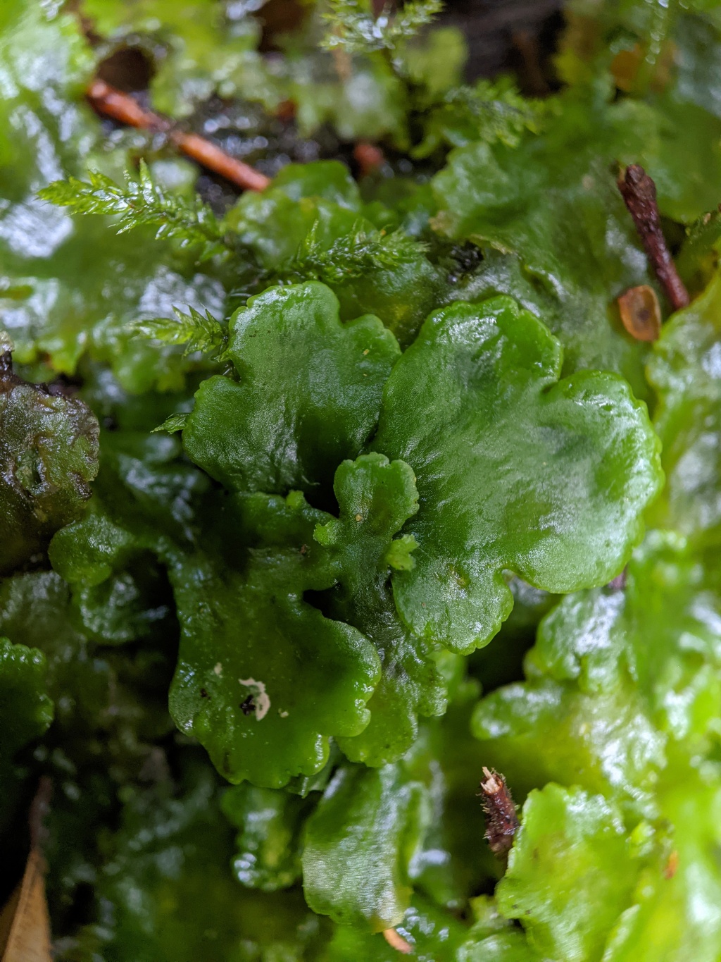 VicFlora: Lobatiriccardia