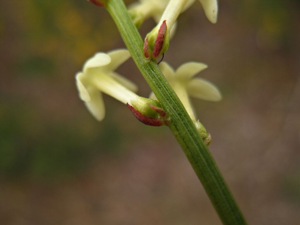 VicFlora: Stackhousia aspericocca