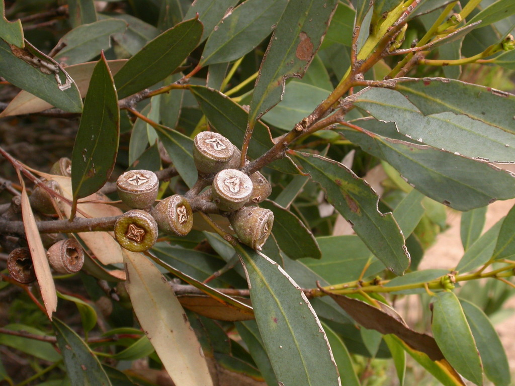 VicFlora: Eucalyptus diversifolia