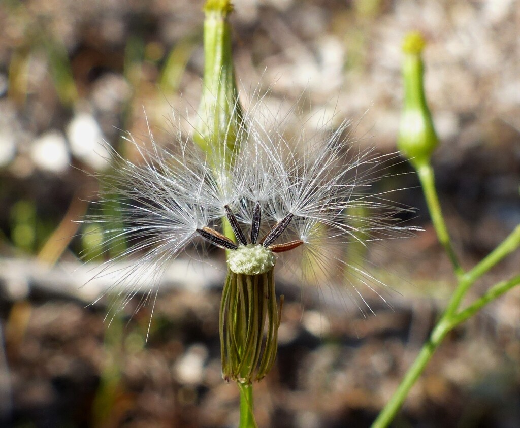 VicFlora: Senecio phelleus