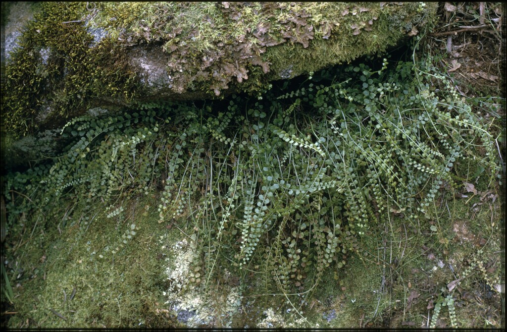 VicFlora: Asplenium flabellifolium