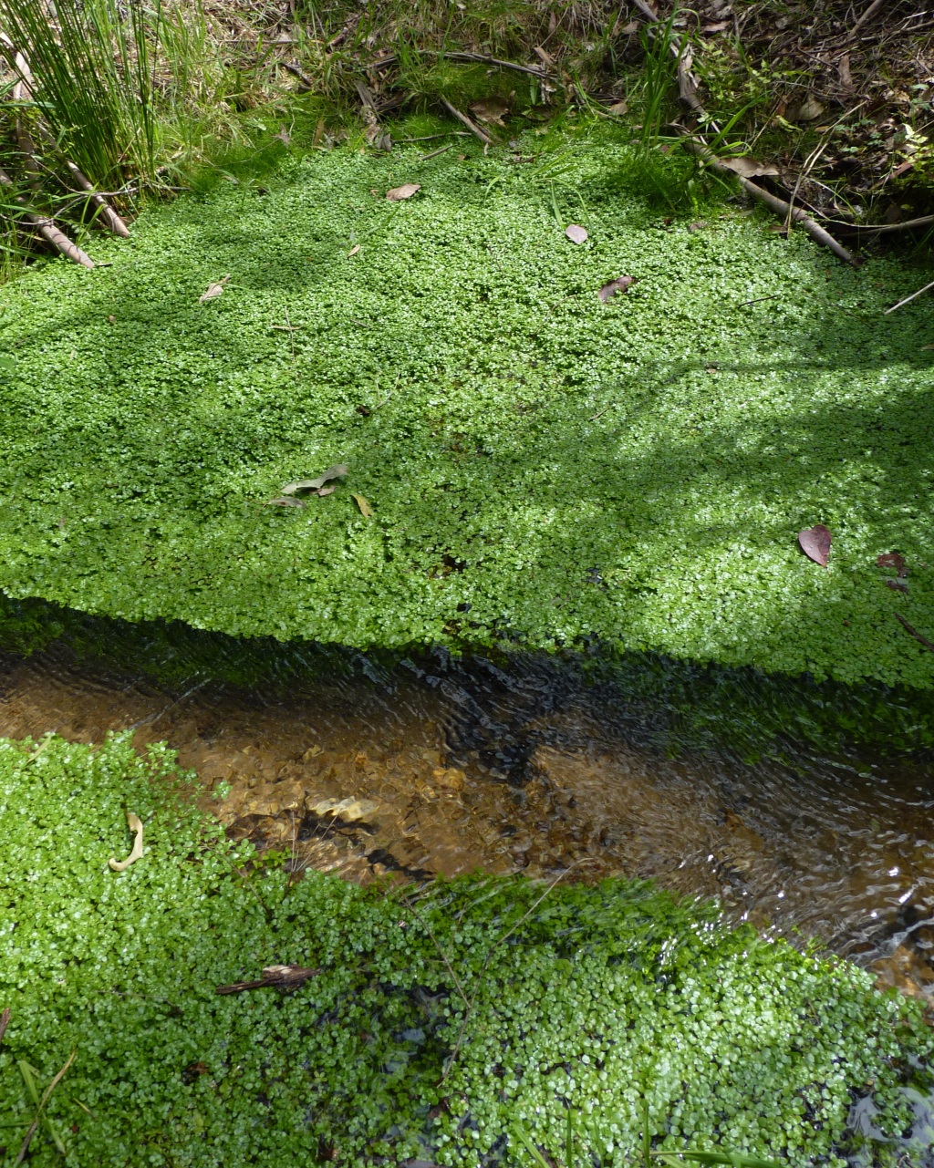 VicFlora: Callitriche