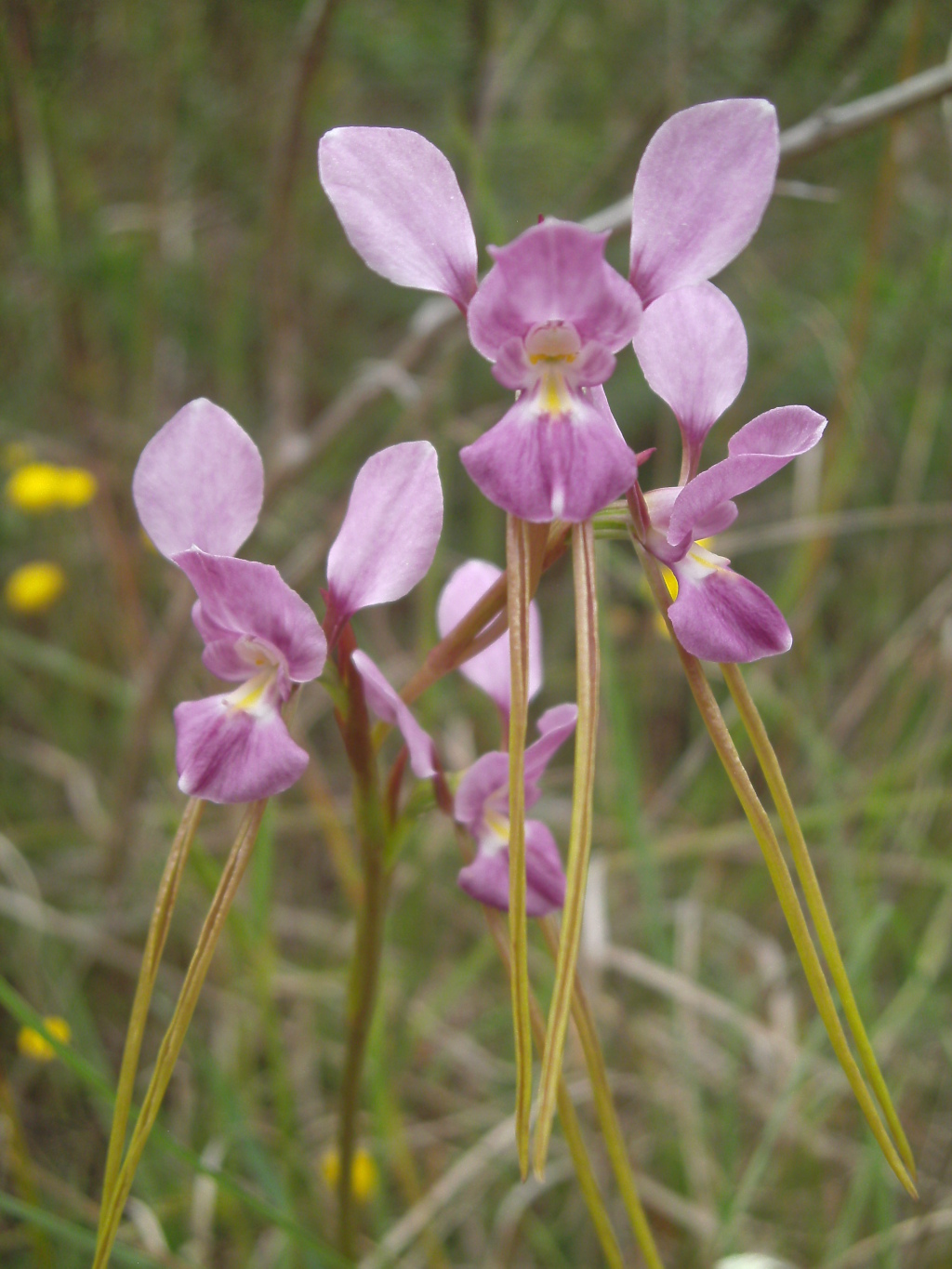 VicFlora: Diuris punctata var. punctata
