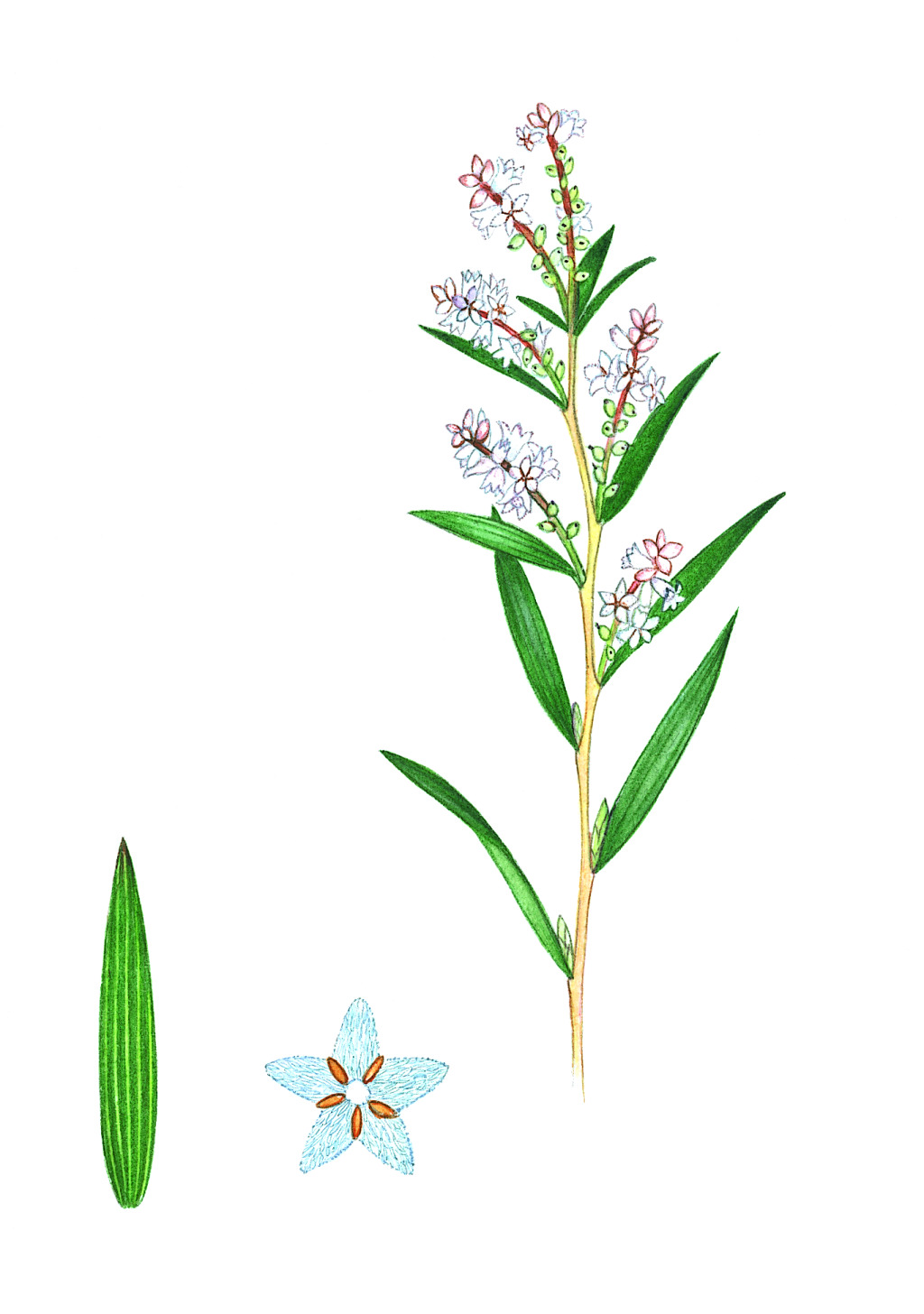 VicFlora: Leucopogon australis