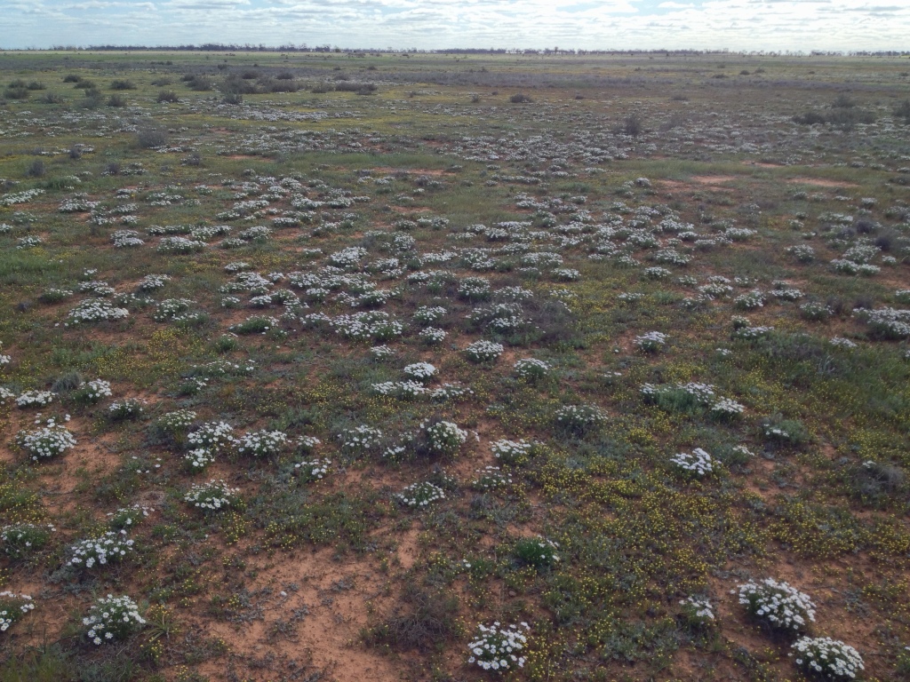 VicFlora: Minuria leptophylla