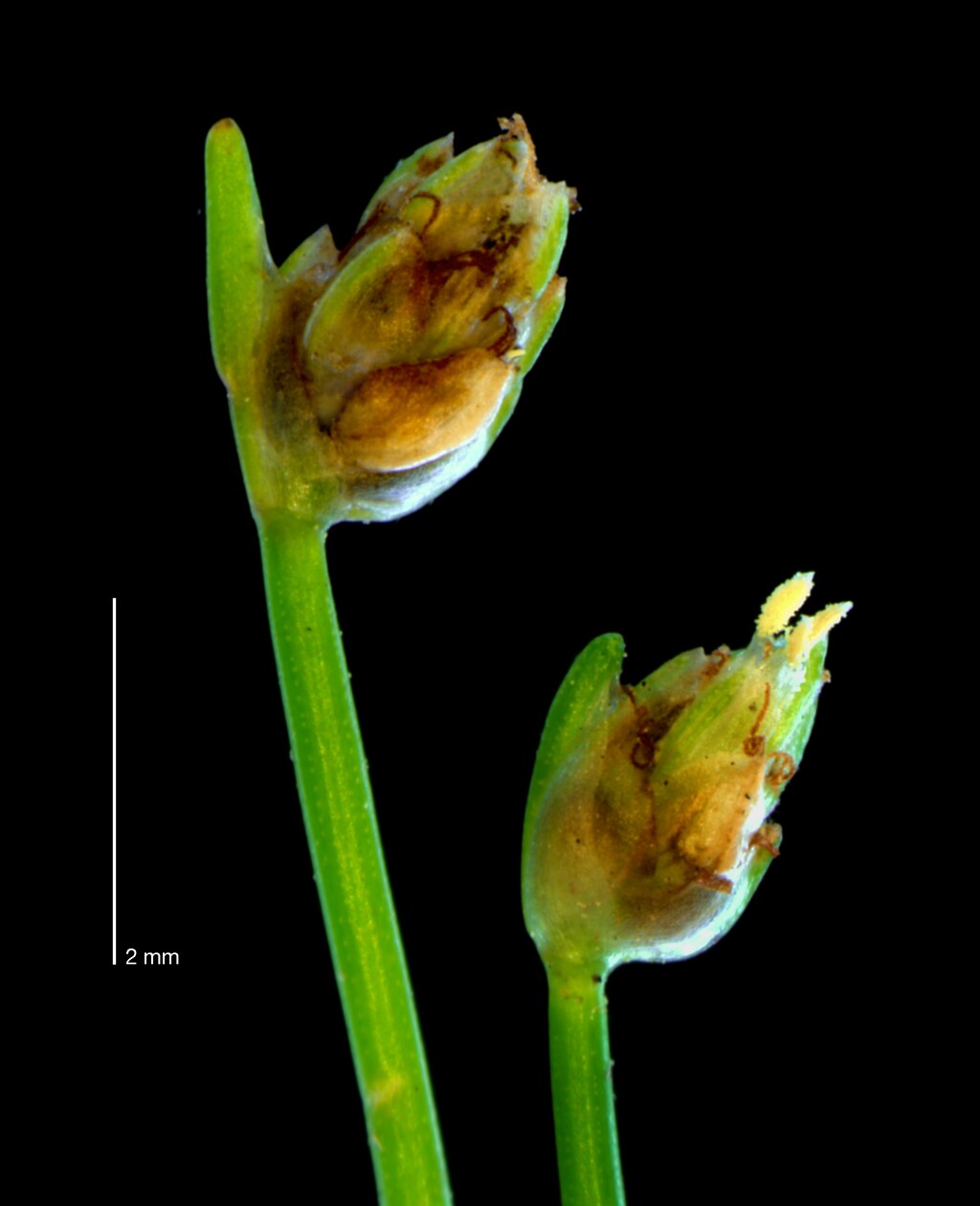 VicFlora: Isolepis cernua