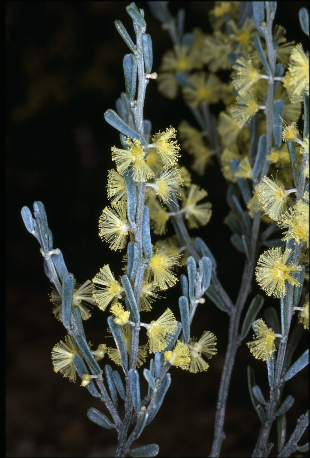 VicFlora: Acacia flexifolia