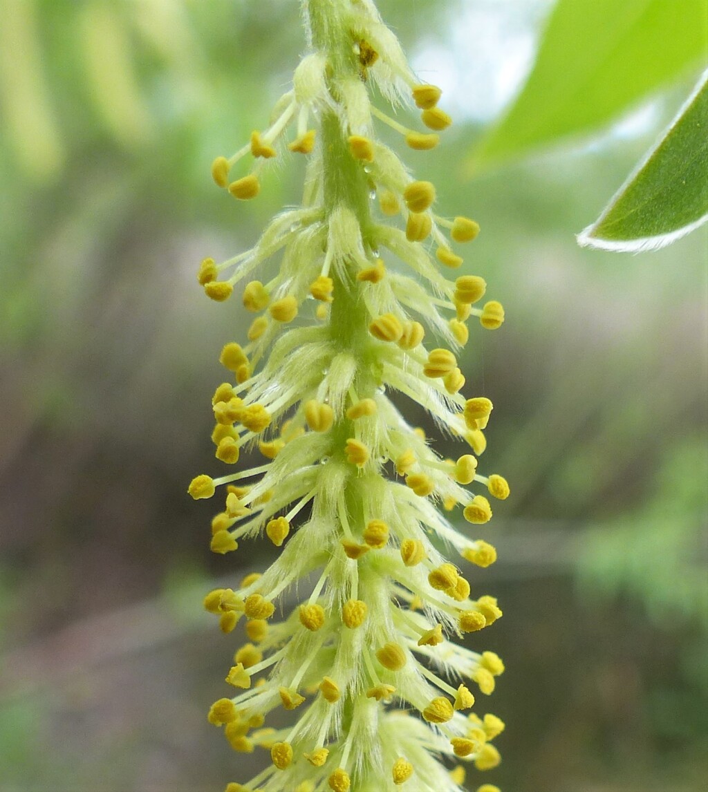 VicFlora: Salix ×fragilis nothovar. fragilis