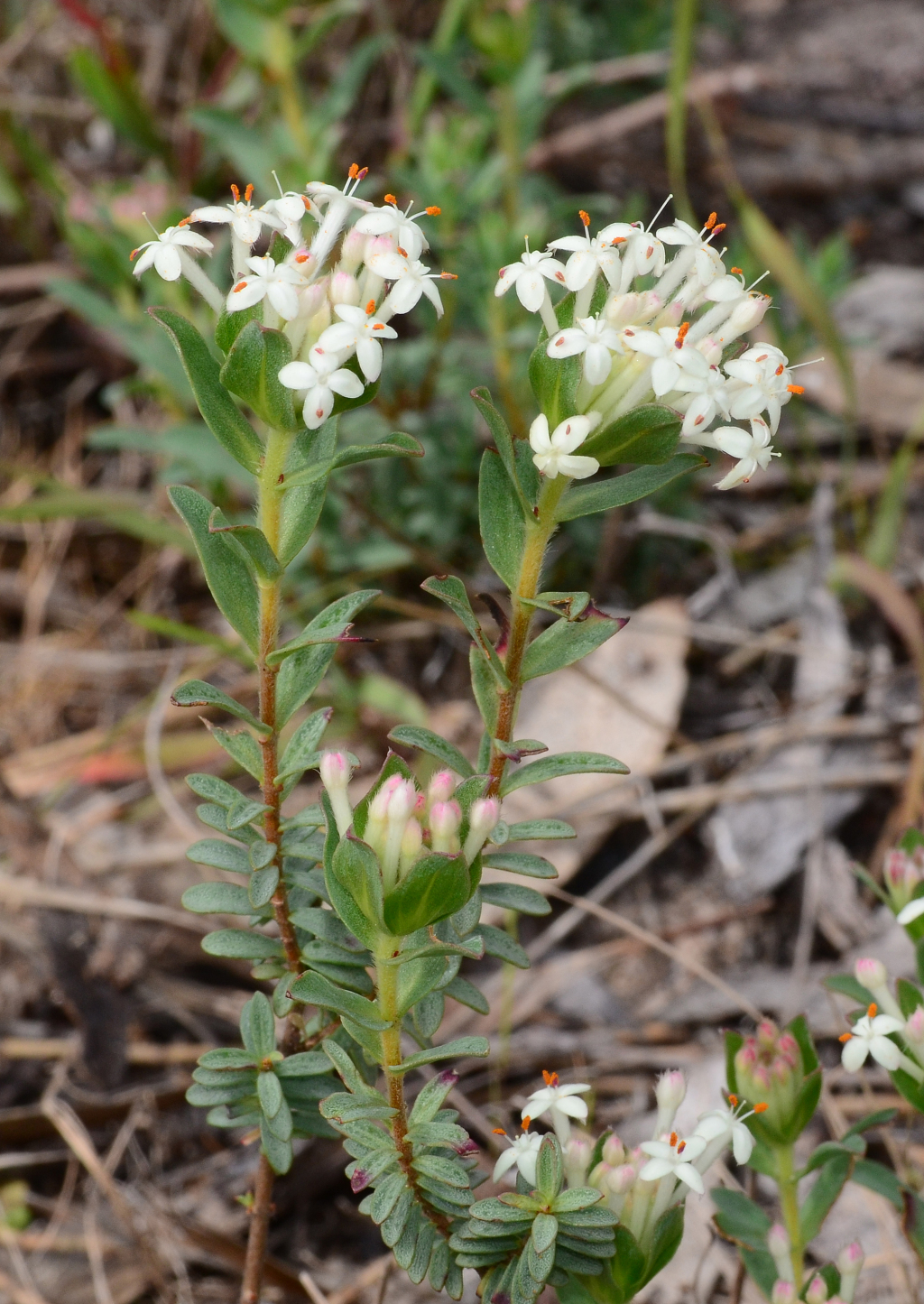 VicFlora: Pimelea