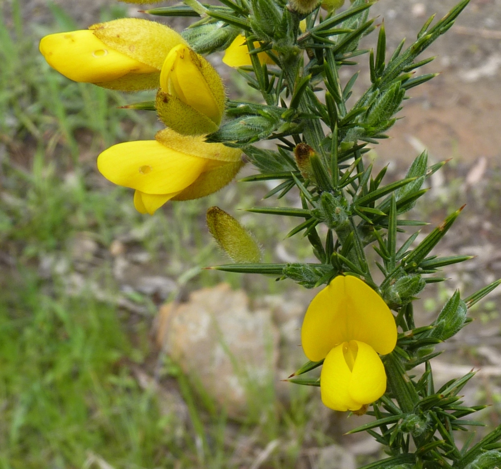 VicFlora: Ulex europaeus