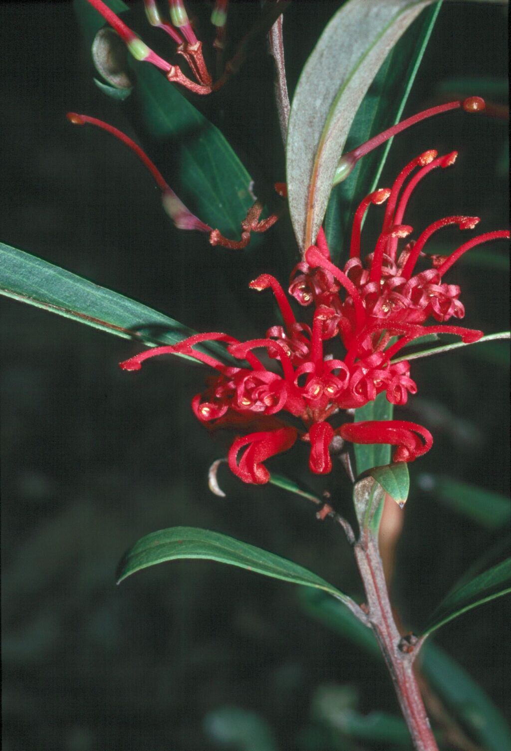 VicFlora: Grevillea dimorpha