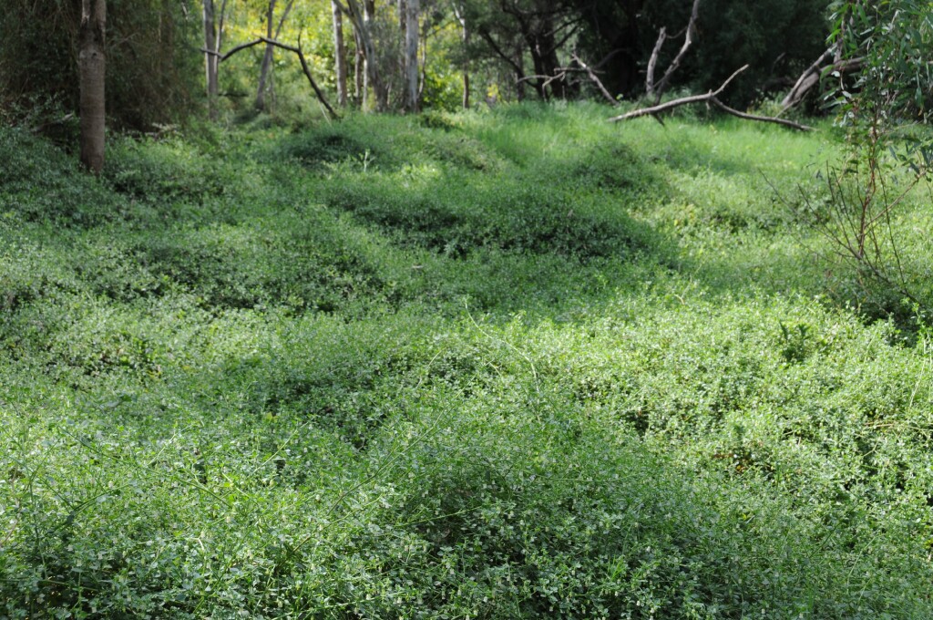 VicFlora: Salpichroa origanifolia