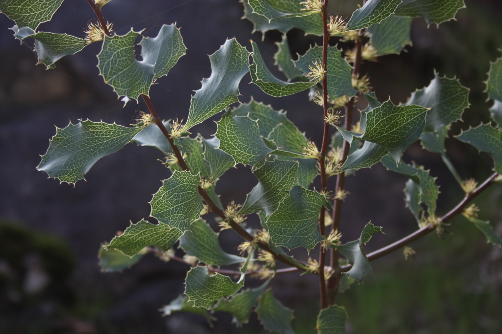 VicFlora: Hakea undulata