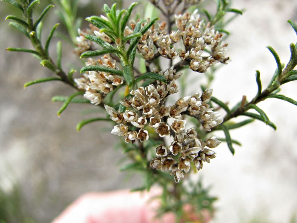 VicFlora: Ozothamnus retusus