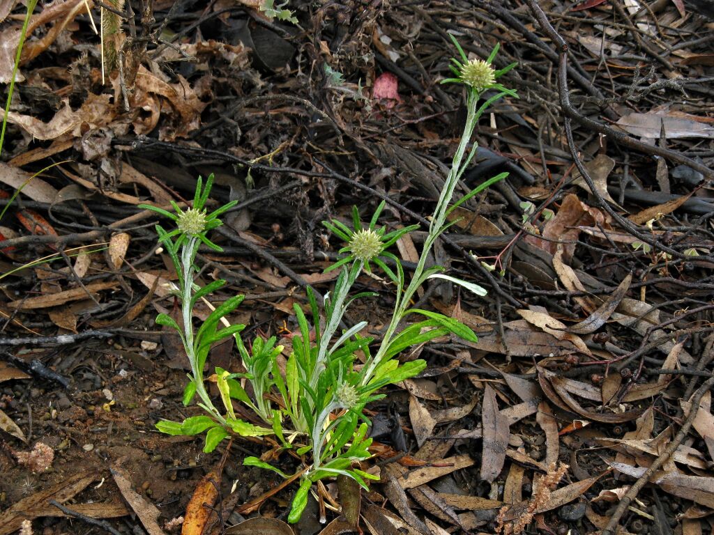VicFlora: Euchiton sphaericus