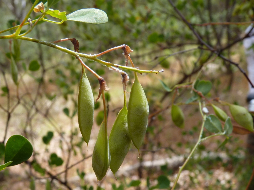 VicFlora: Goodia medicaginea