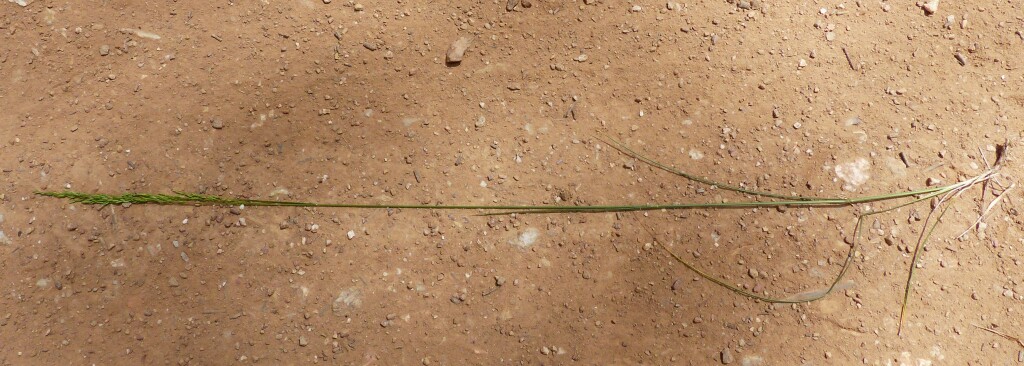 VicFlora: Poa morrisii