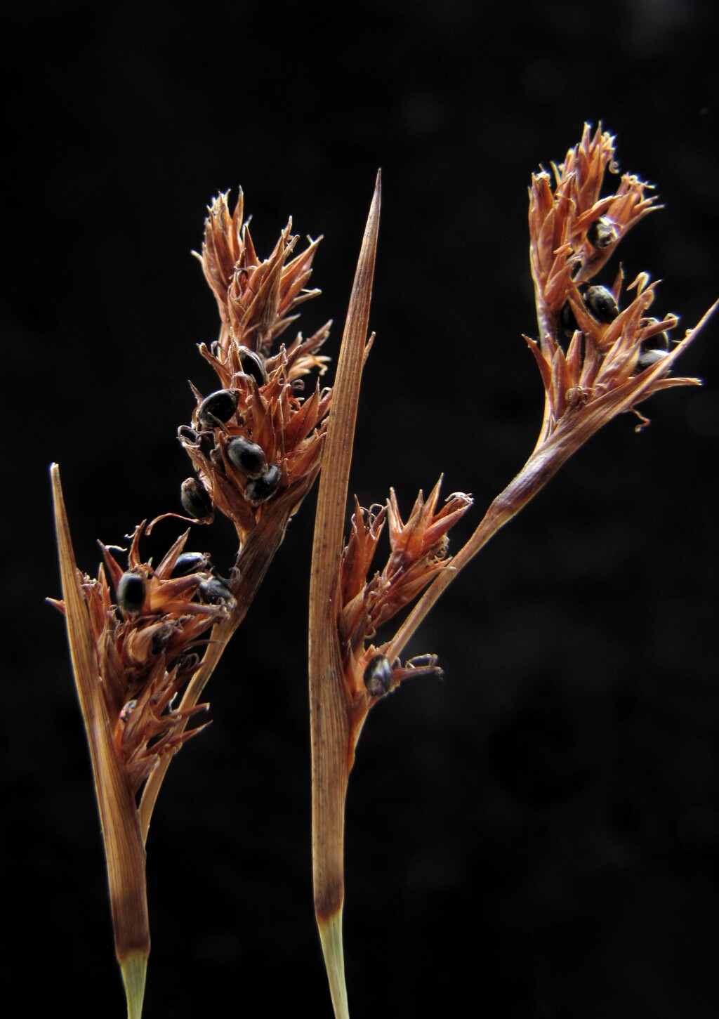 VicFlora: Machaerina acuta