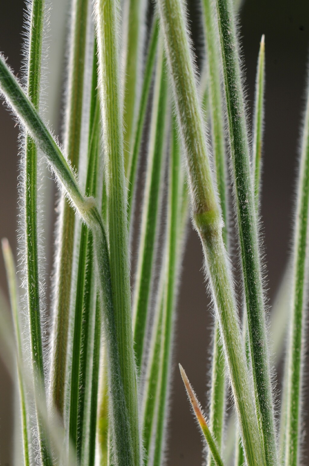 VicFlora: Poa morrisii