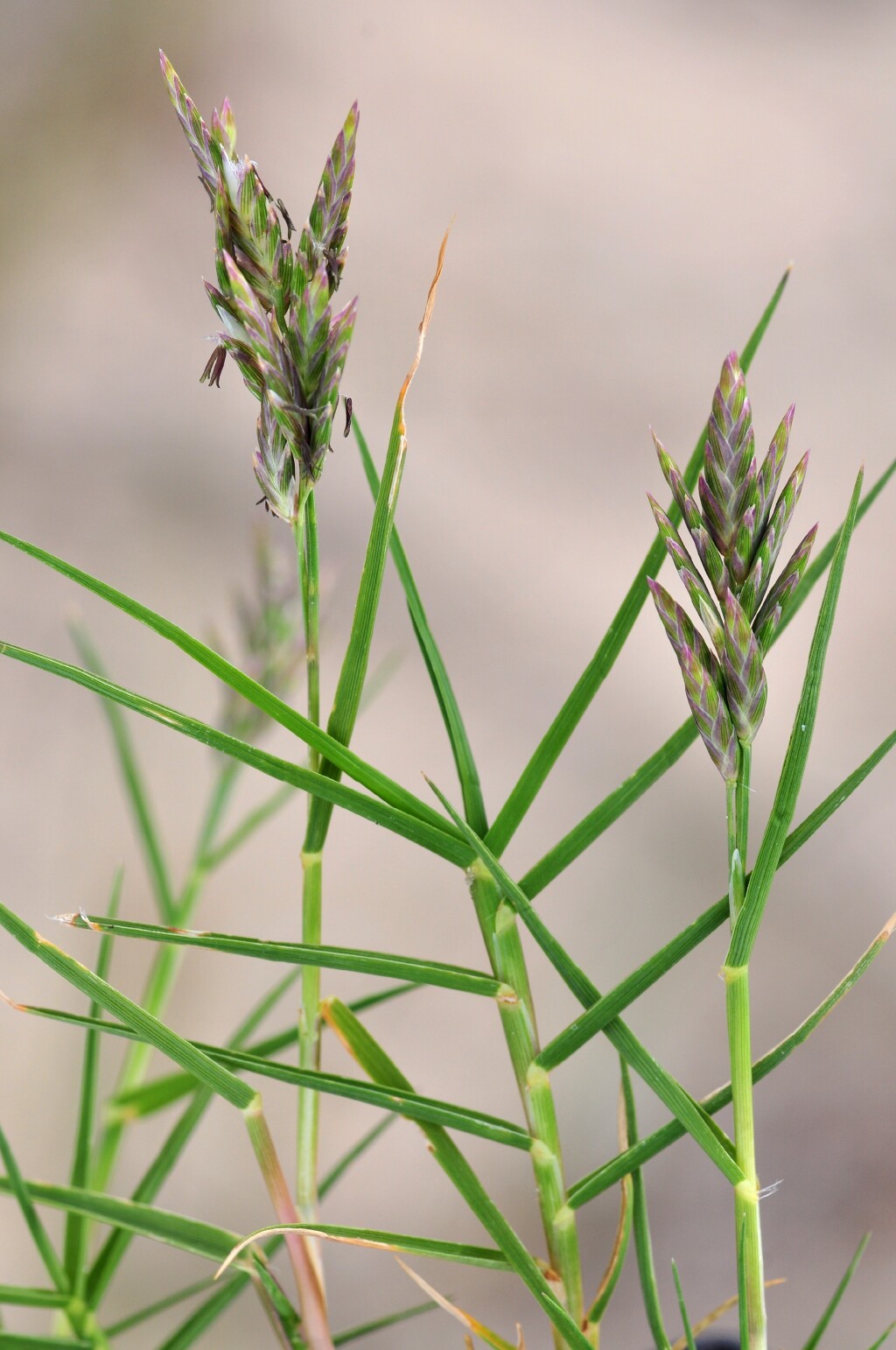 VicFlora: Distichlis distichophylla