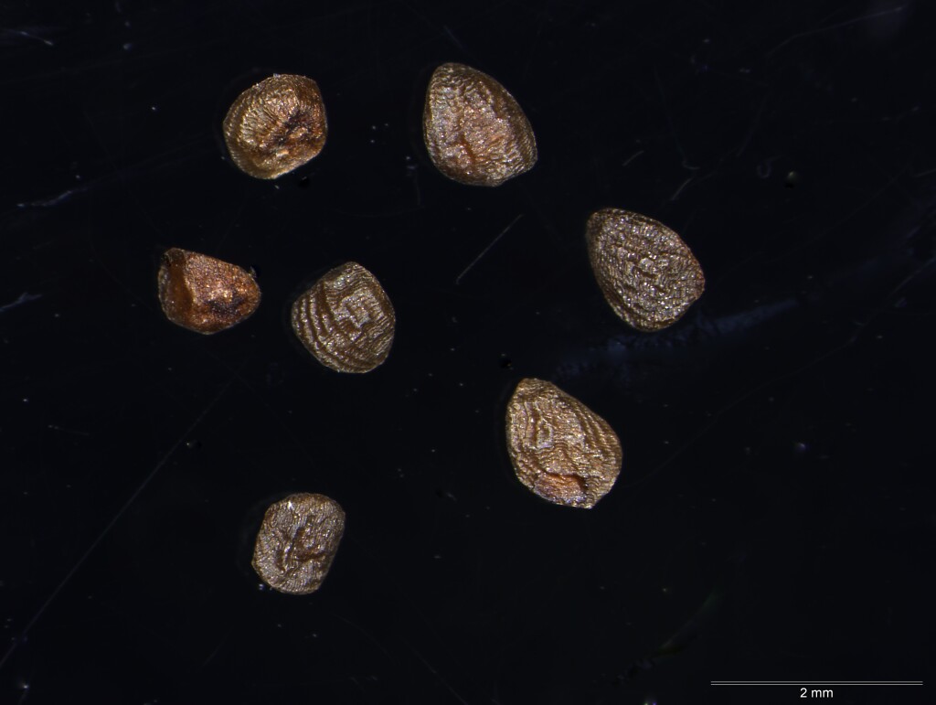 VicFlora: Eucalyptus polyanthemos subsp. longior