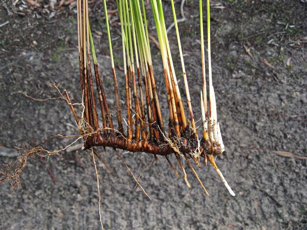 VicFlora: Ficinia nodosa